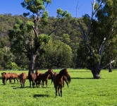 Widden Stud - Gallery