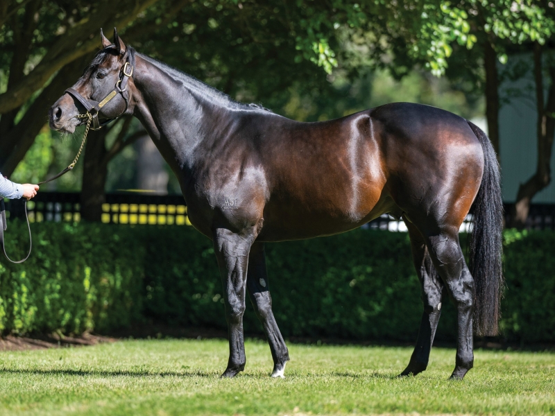 Dirty Work - Widden Stud