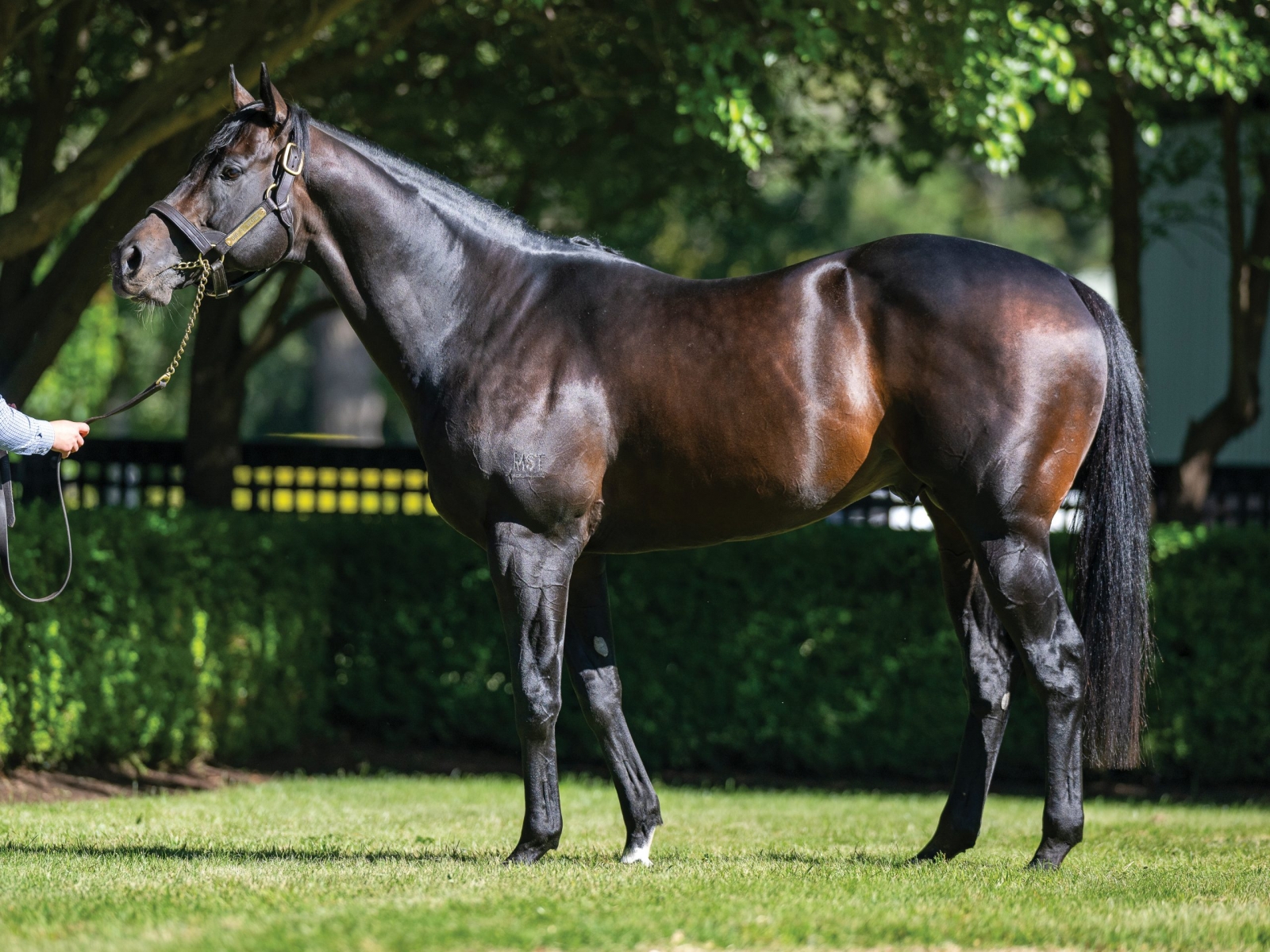 Dirty Work - Widden Stud