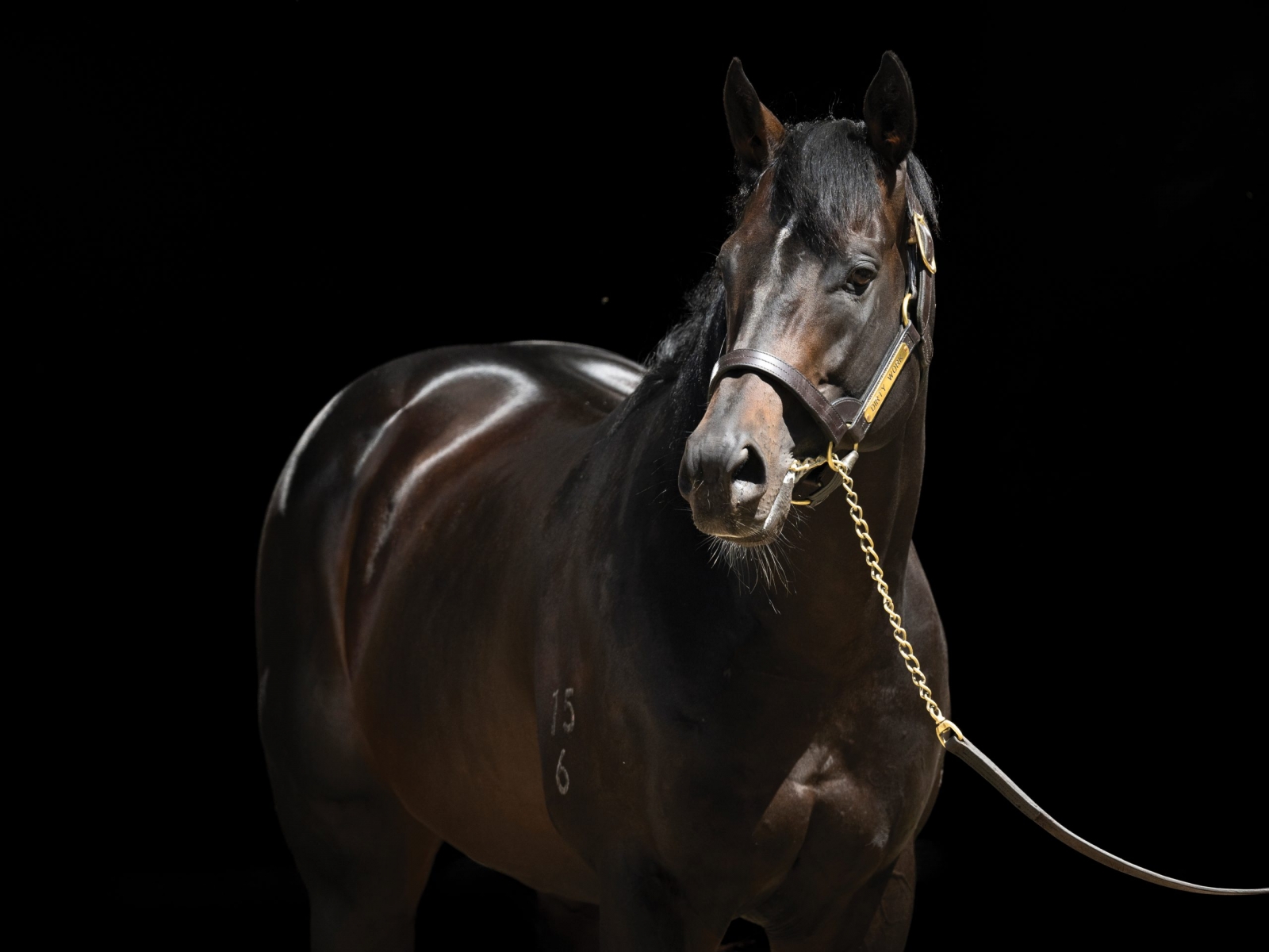 Dirty Work - Widden Stud