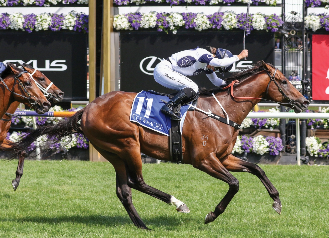 Zoustar - Widden Stud