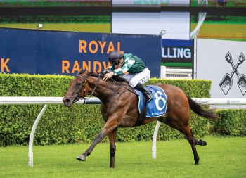 Zousain - Widden Stud