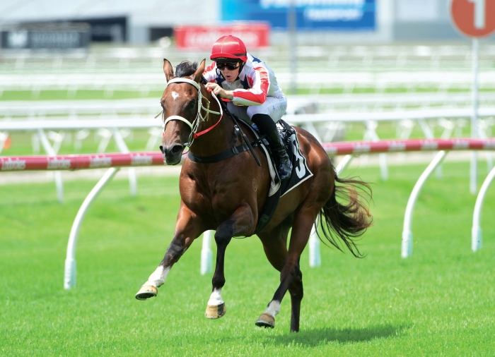 Zousain - Widden Stud