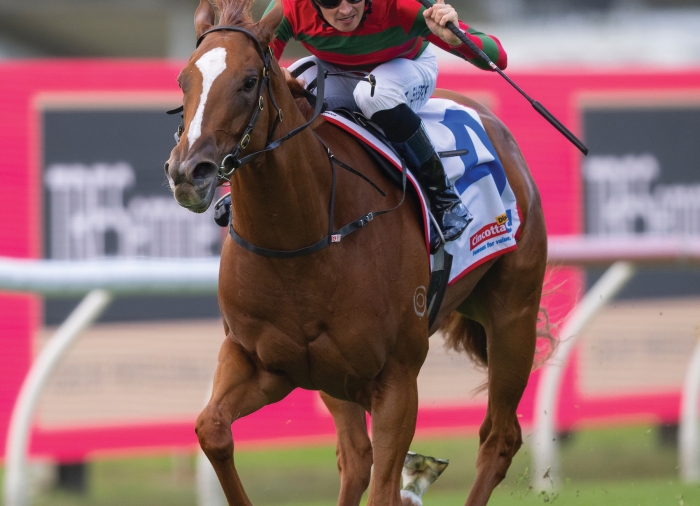 Zousain - Widden Stud