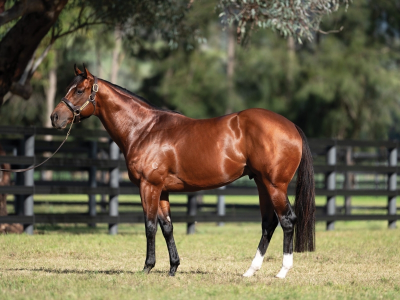 Jacquinot - Widden Stud