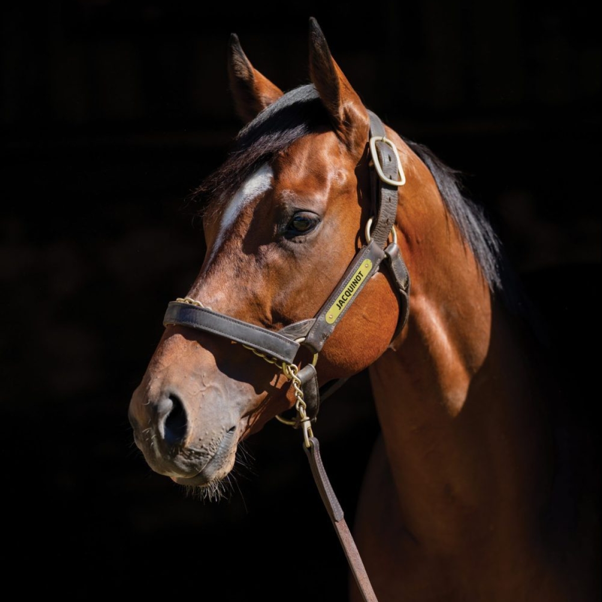 Jacquinot - Widden Stud