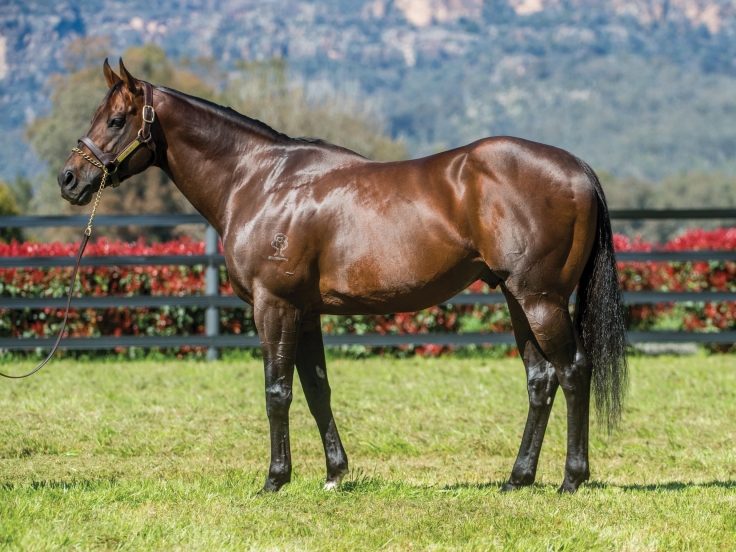 Zoustar - Widden Stud