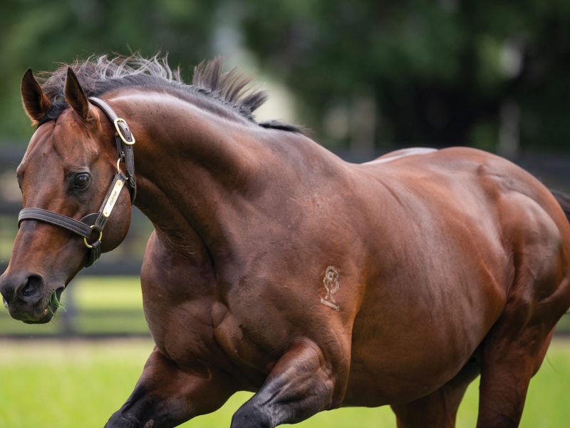 Zoustar - Widden Stud