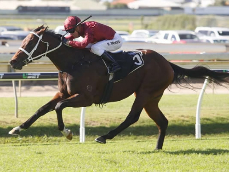 Zousain - Widden Stud