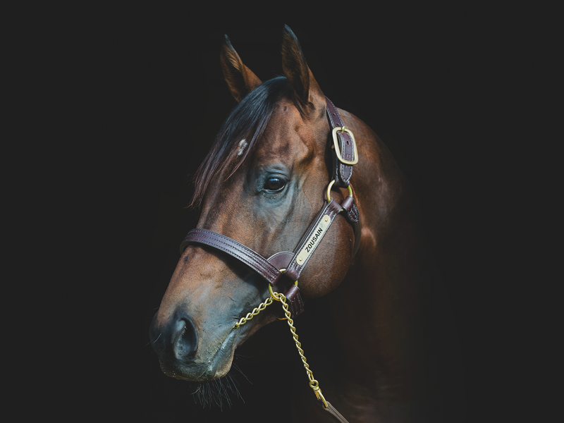 Zousain - Widden Stud