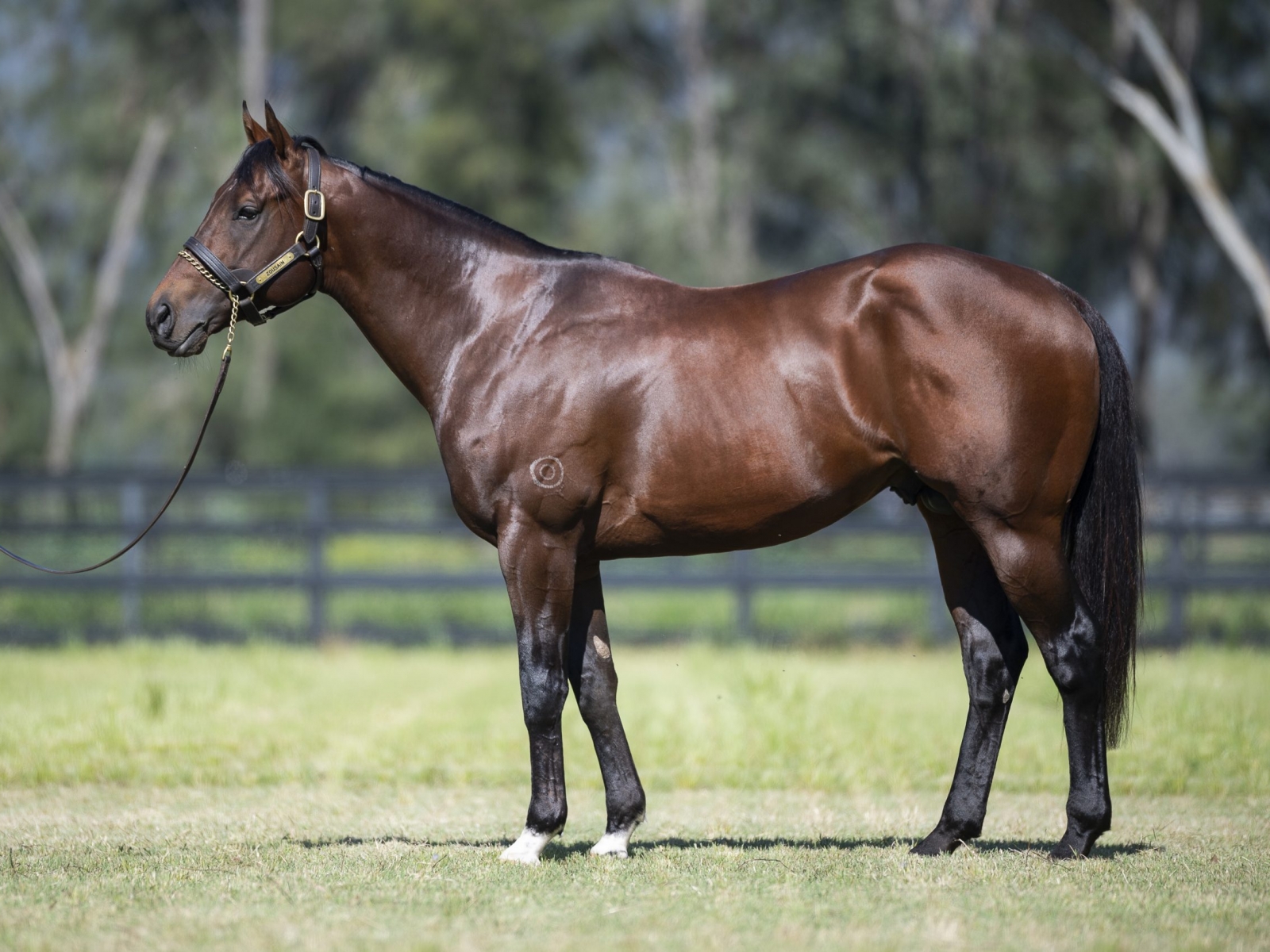 Zousain - Widden Stud