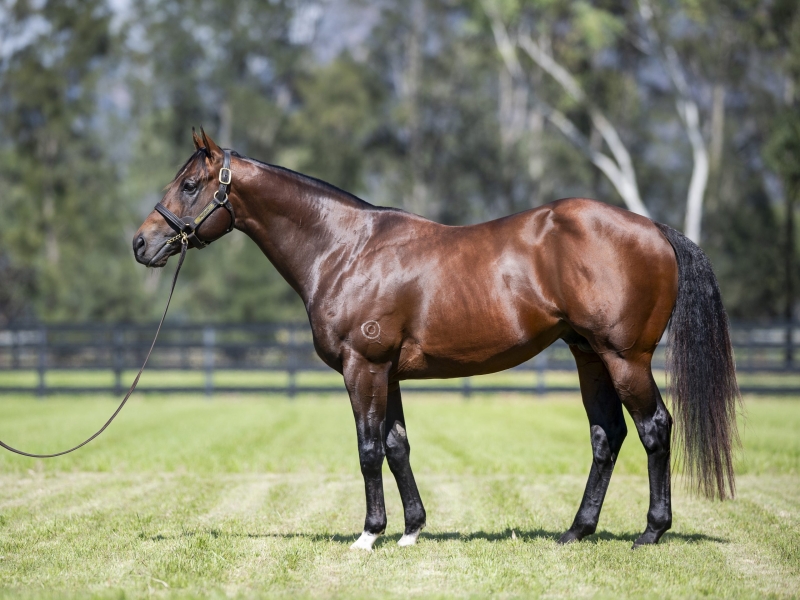 Zousain - Widden Stud