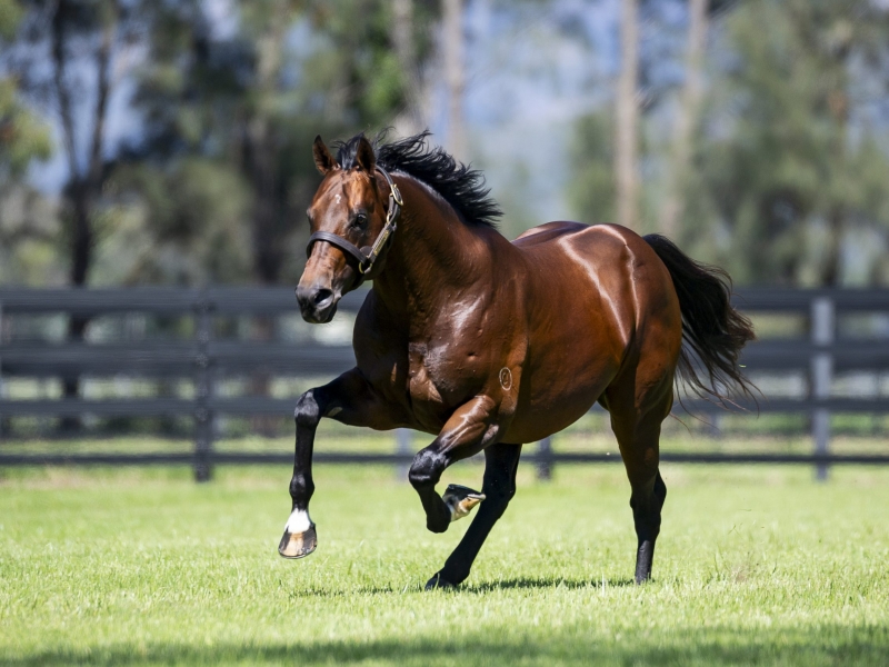 Zousain - Widden Stud