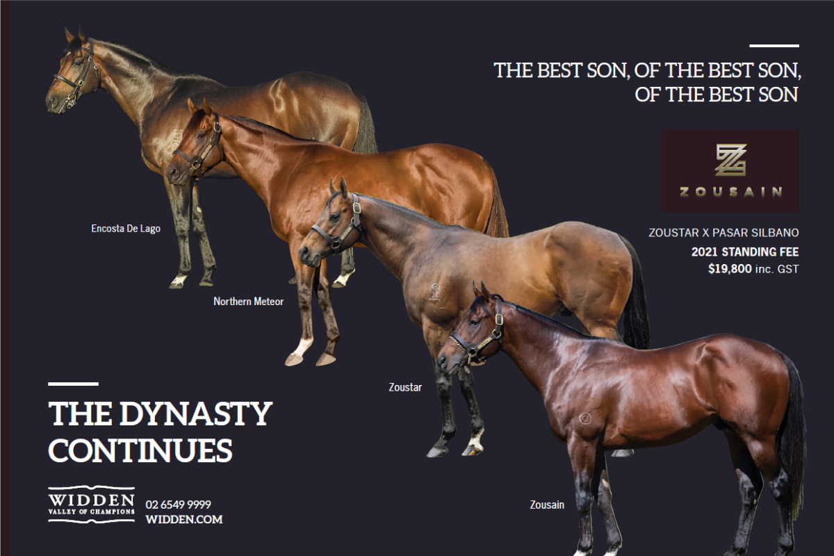 Zousain - Widden Stud