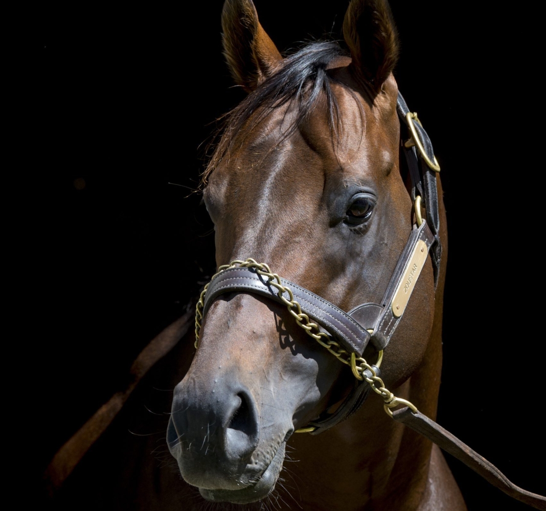 Zoustar - Widden Stud